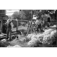 Australian Wool History